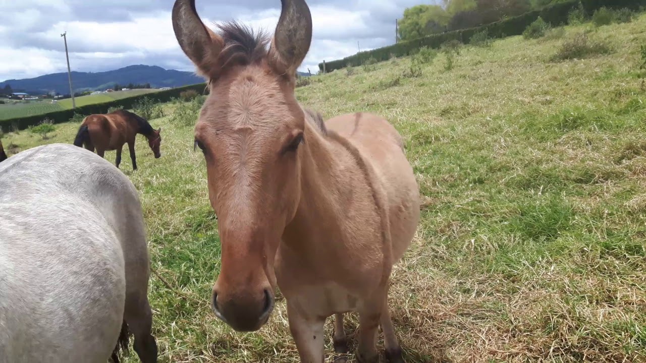 Muleto de Burro Pega Brasilero - YouTube