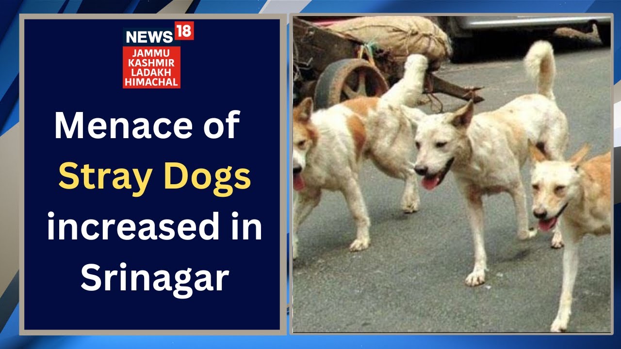 Jammu Kashmir | Menace of Stray Dogs Increased in Srinagar | News18JKLH ...