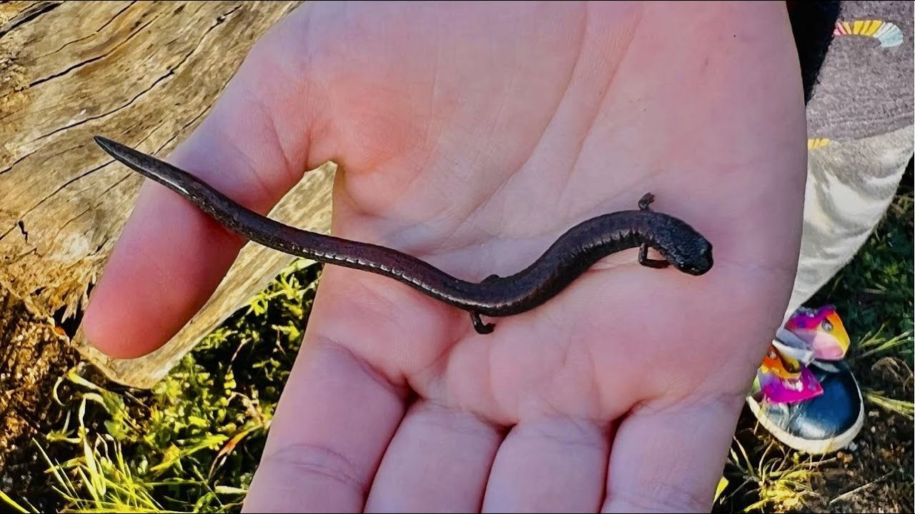Penny's Reptile Roundup Episode 7 "Gopher Snakes Galore"! - YouTube