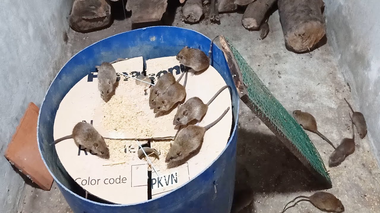Experiments PVC mouse traps Homemade with PVC water Pipe - Easy and ...