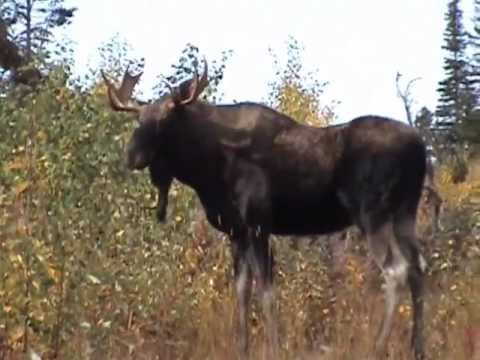Moose Dance - YouTube