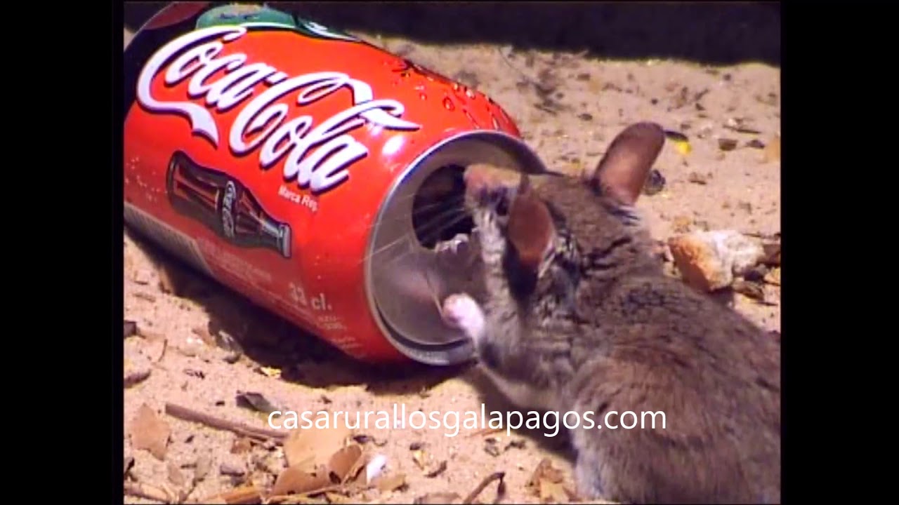 Liron careto cazando raton - YouTube