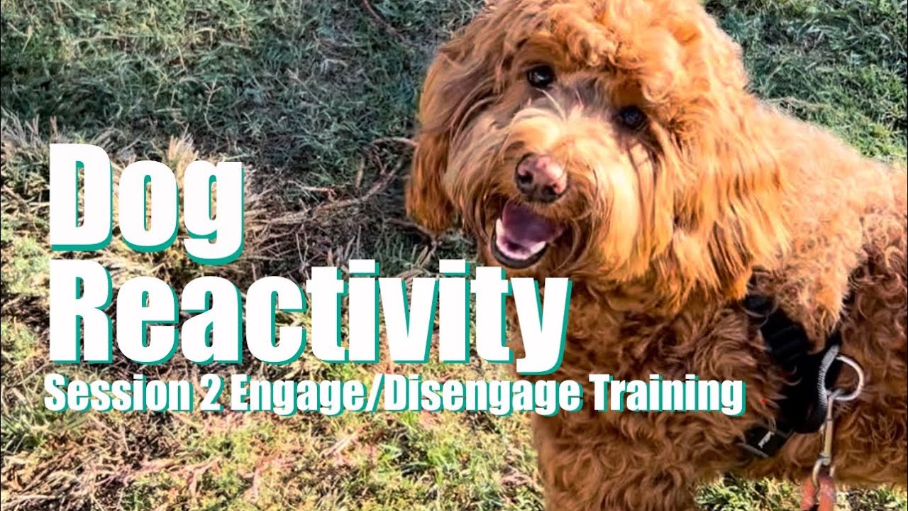 Session 2 Engage Disengage training for dog reactivity - YouTube