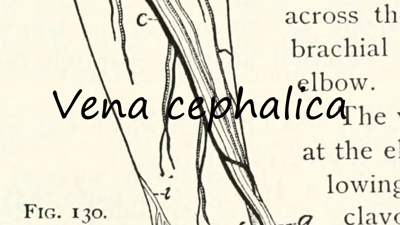 How to Pronounce Vena cephalica? - YouTube