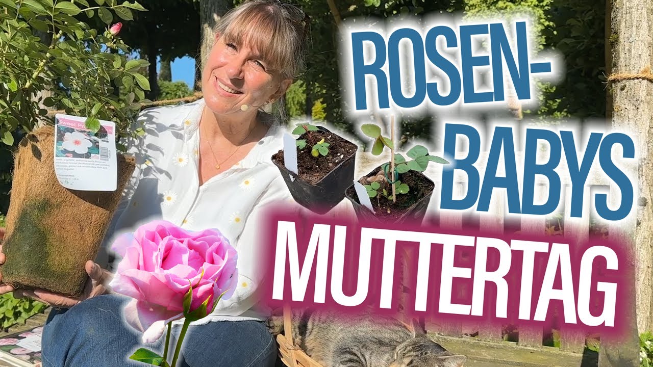 Muttertag mit ROSEN: Geheimnisse der Rosen-Zucht 🌷 - und wie die "ROSEN ...