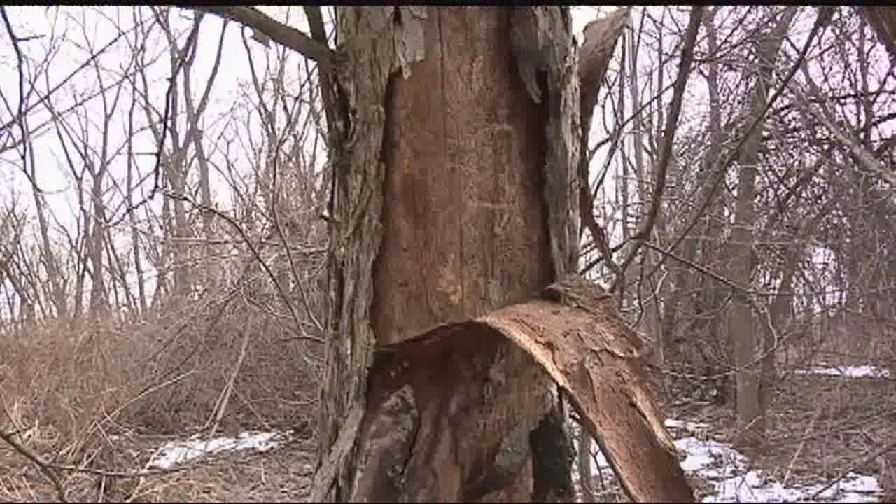 Project aims to restore New England's elm trees - YouTube