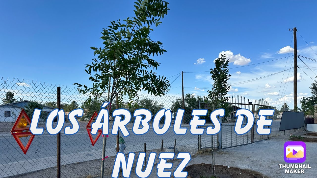 Árboles de Nuez/ Western Schley/ San Elizario TX / podamos - YouTube