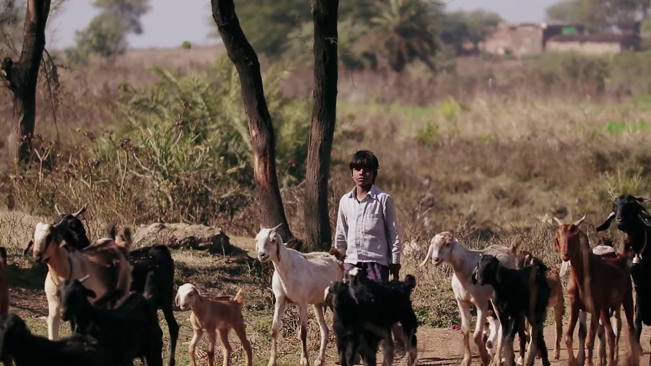 goat with small boy free footage by vijendra - YouTube