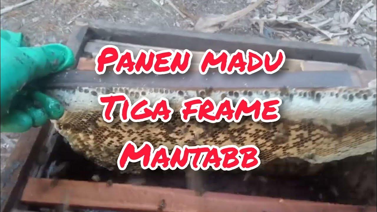 panen lagi!!!, madu lebah apis cerana koloni sedang, madu sudah di segel di panen 3 frame - YouTube