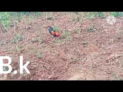 qaib dib qua zoo 2024 #ໄກ່ຕໍ່ຂັນດີ - YouTube