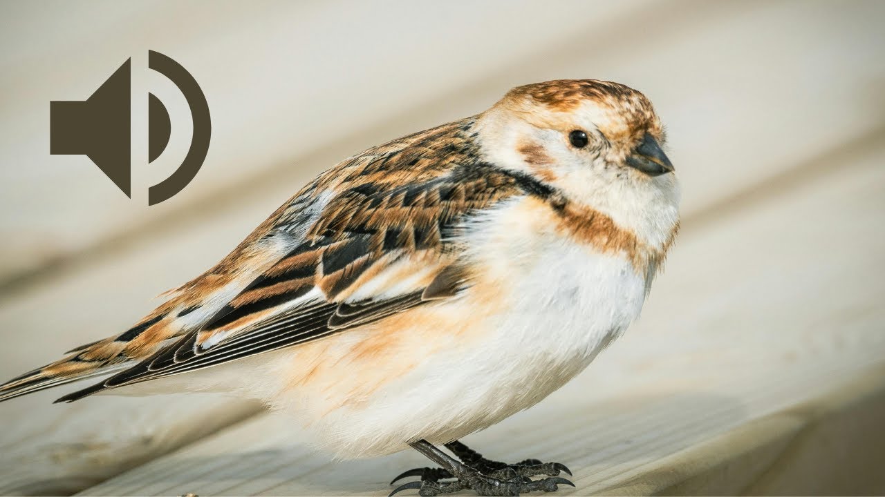 CHANT DU BRUANT DES NEIGES | Snow Bunting Singing ️🕊️ - YouTube