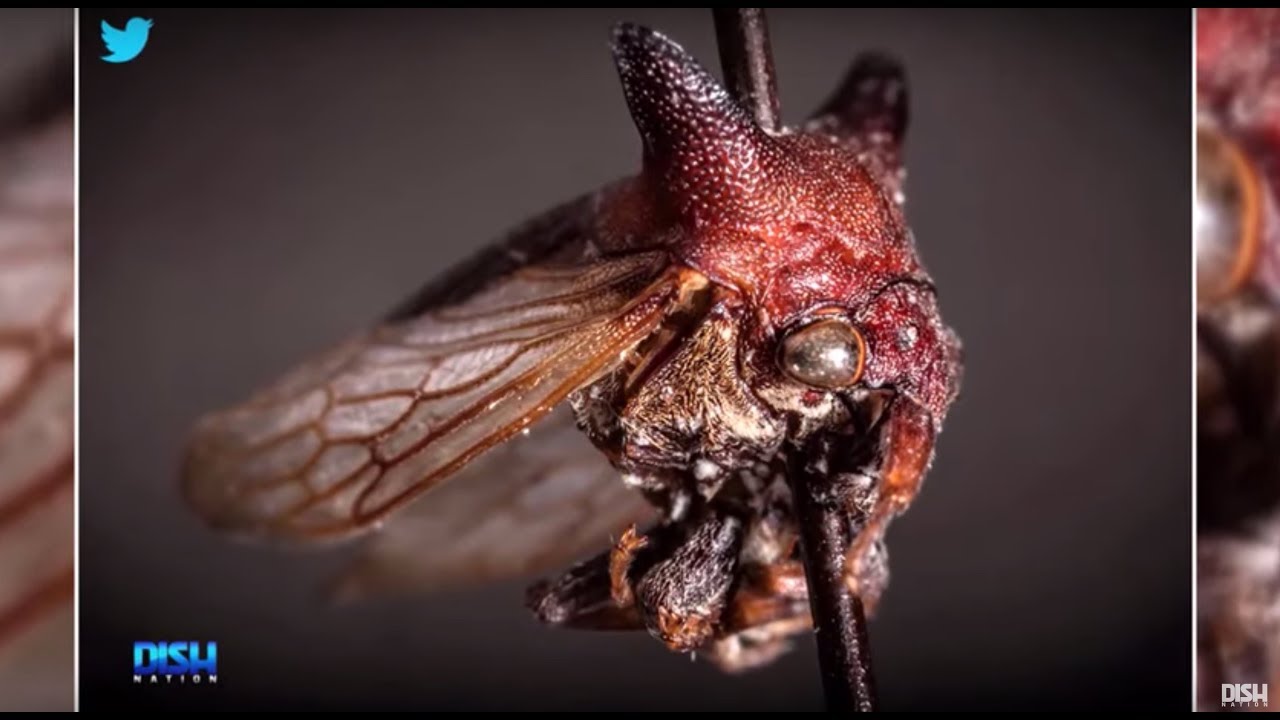 A BUG IS BORN! A NEW INSECT SPECIES IS NAMED AFTER LADY GAGA - YouTube