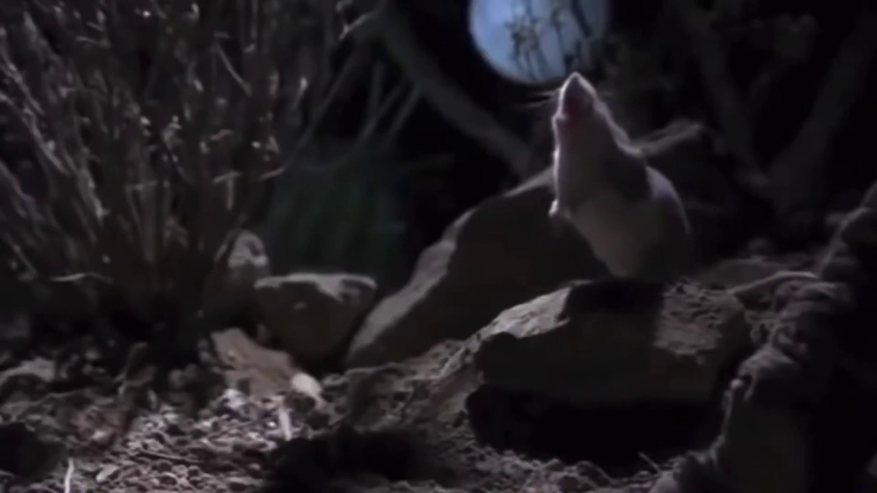 Howling Mouse - Episode 1 - YouTube