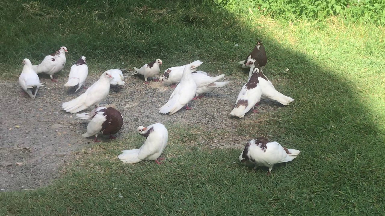 Balli Elbasani Tani 4 - YouTube