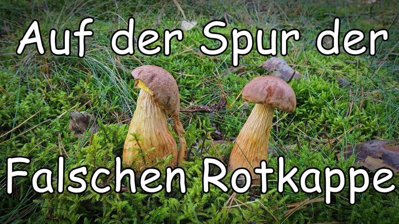 Die Falsche Rotkappe - Pilze Special - YouTube