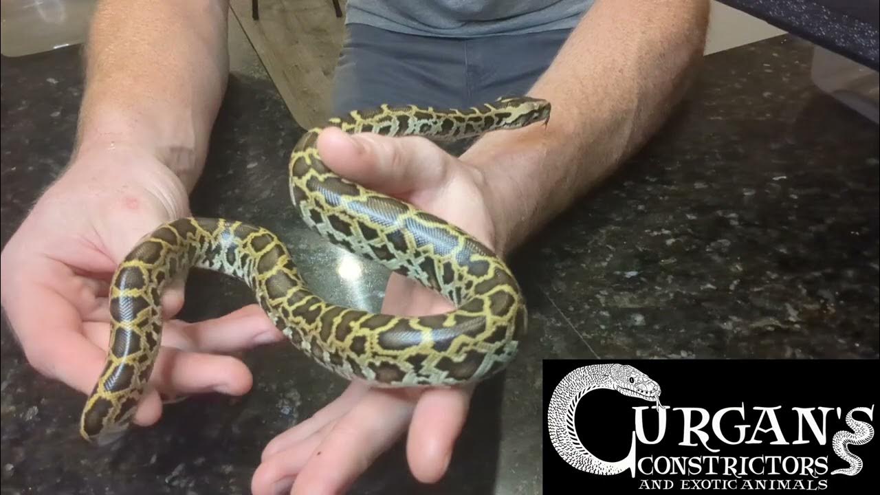 How to sex a baby burmese python male and female by popping with a ...