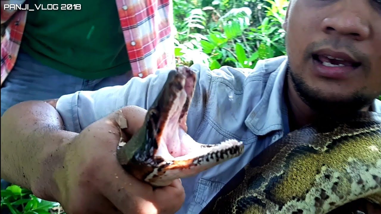 CANTIKNYA PYTHON ENDEMIK KALIMANTAN - YouTube