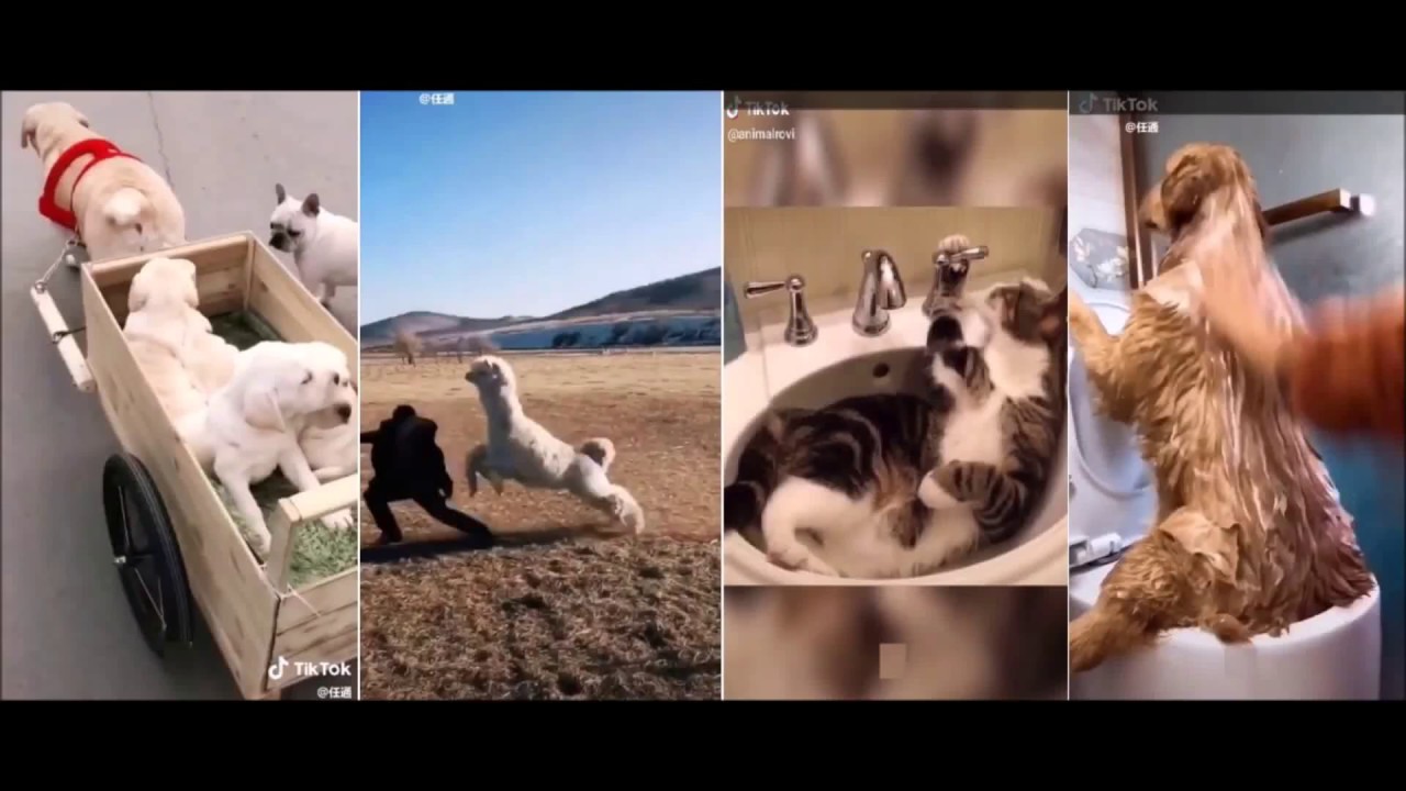 THE BEST FUNNY ANIMALS TIK TOK ANIMAL VIDEOS 2020 - YouTube