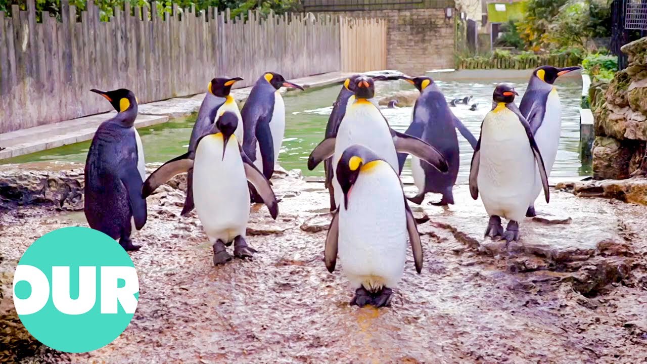Teaching a Penguin How To Swim | Extraordinary Animals | Our World ...