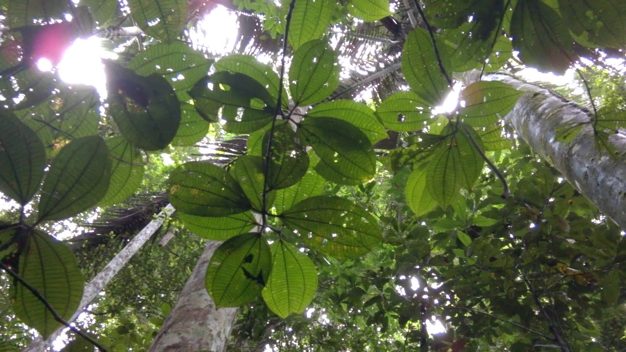 Fauna Forever - Palm trees rising into the sky in the Peruvian Amazon ...