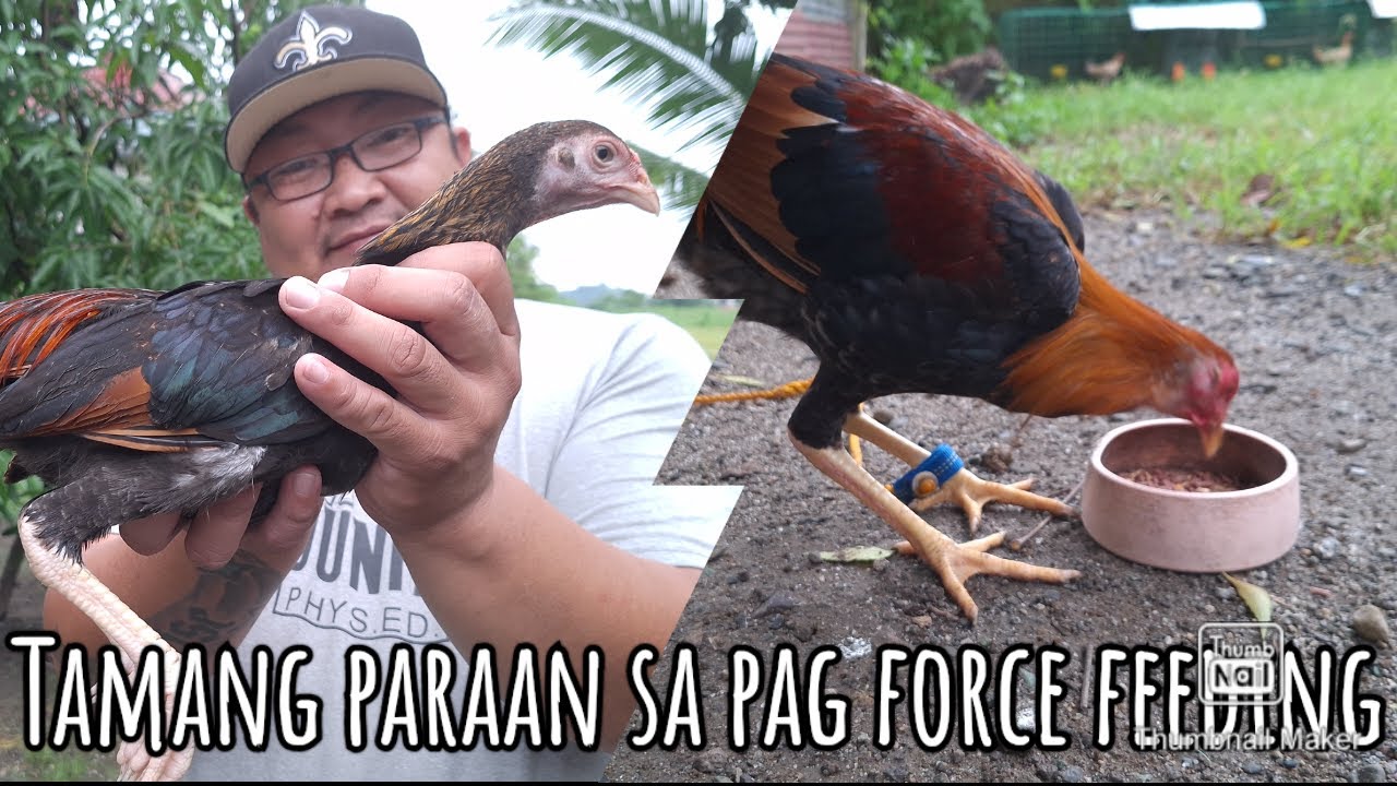 Force feeding para tumaba ang payat na manok - YouTube
