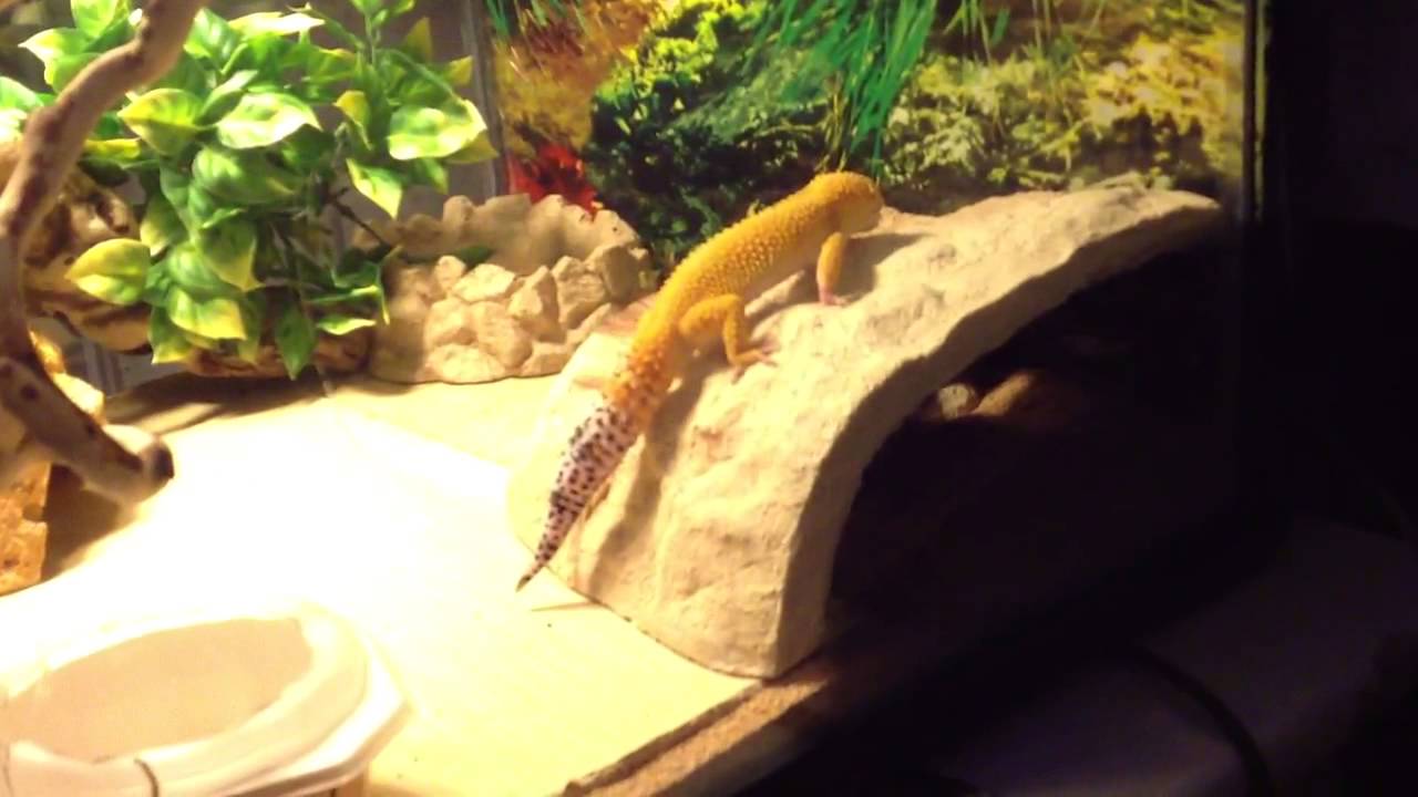 My leopard gecko set-up - YouTube