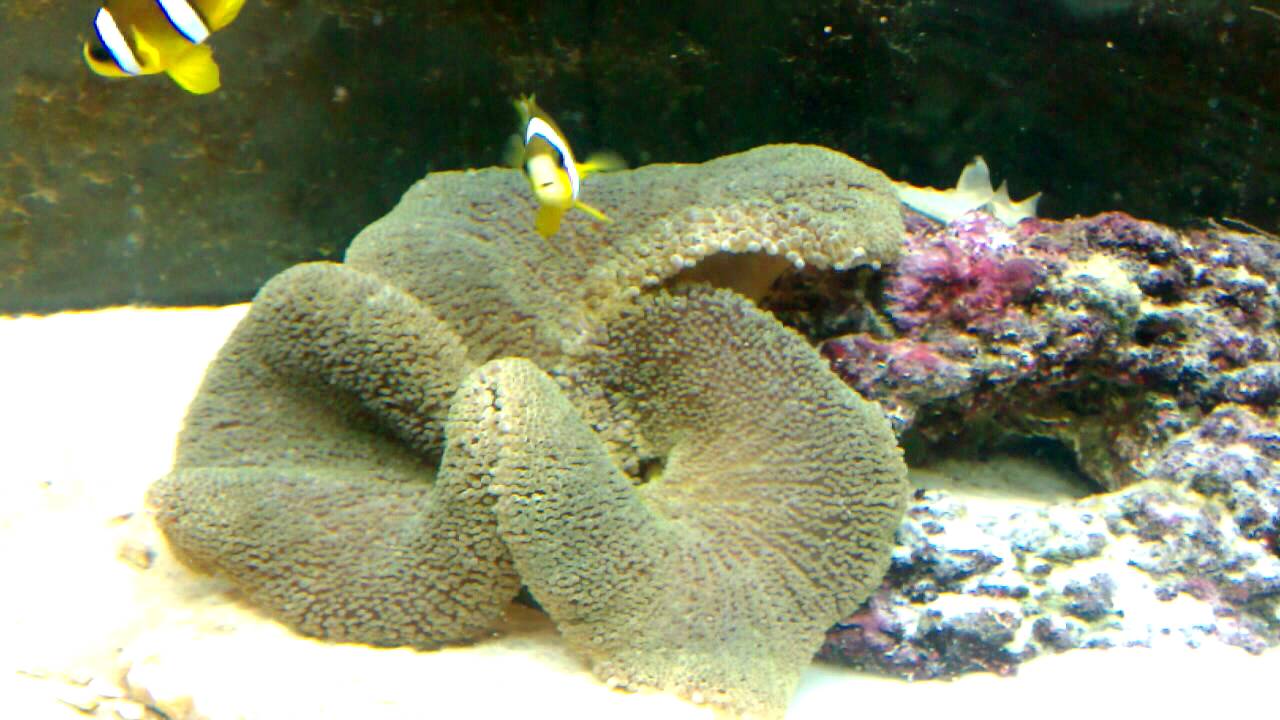 Joe's Clarkii clown fish hosting a Carpet anemone - YouTube