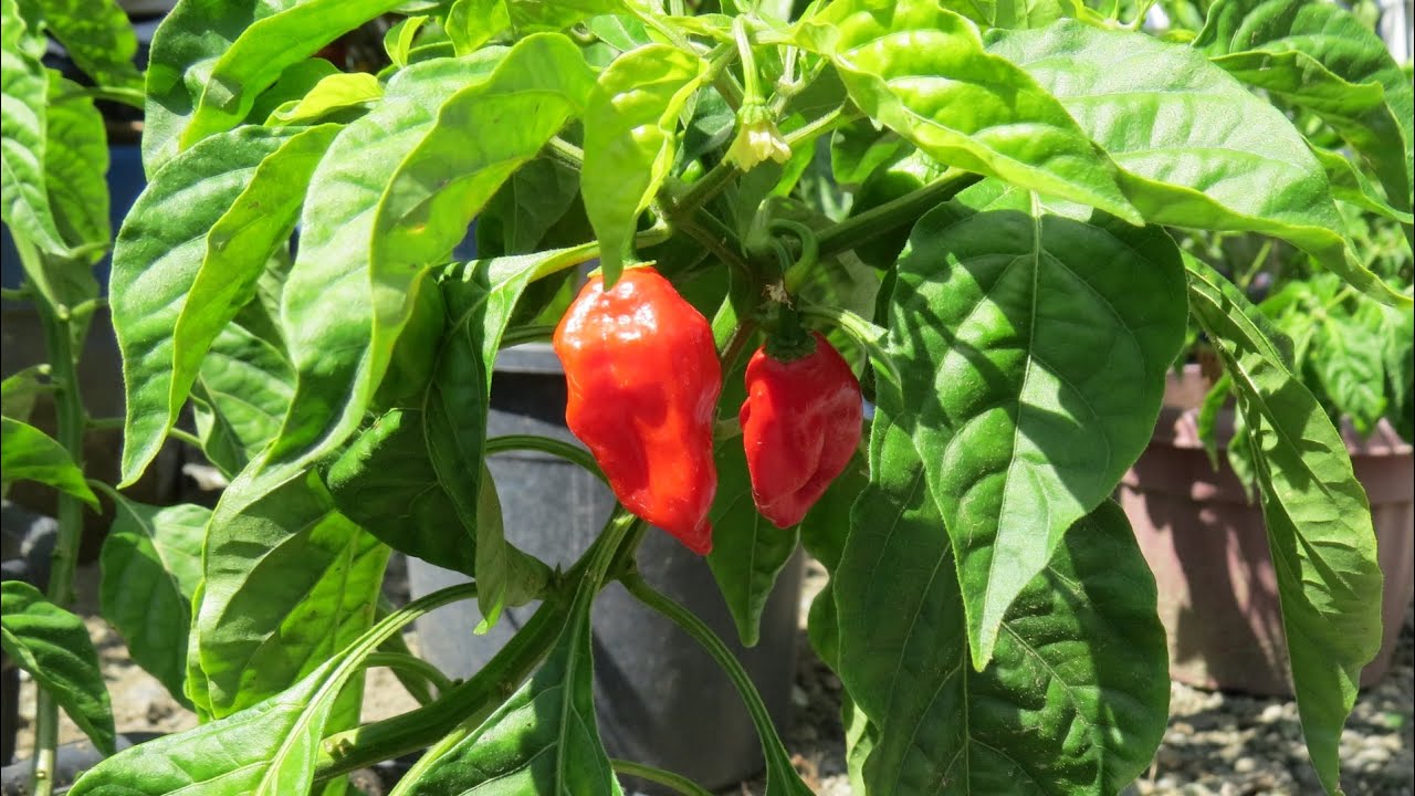 How to Top Hot Chili Peppers - Results on Naga Viper - YouTube