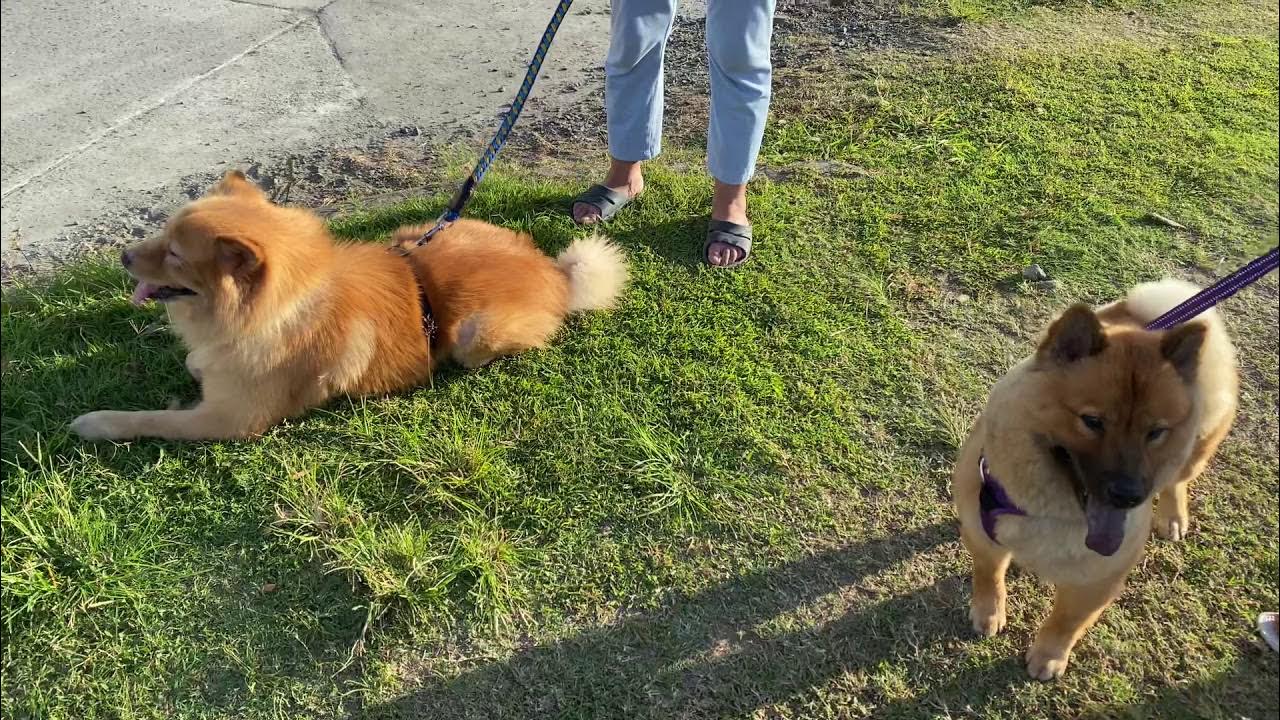 Mallow meets his pomchow wife pt. 2 - YouTube