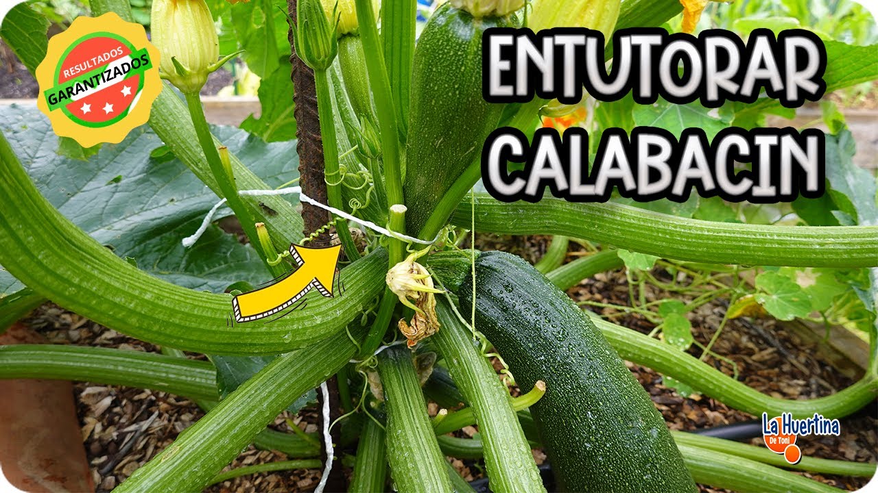 Como Podar Y Entutorar Los Calabacines || Huerto Organico || La ...