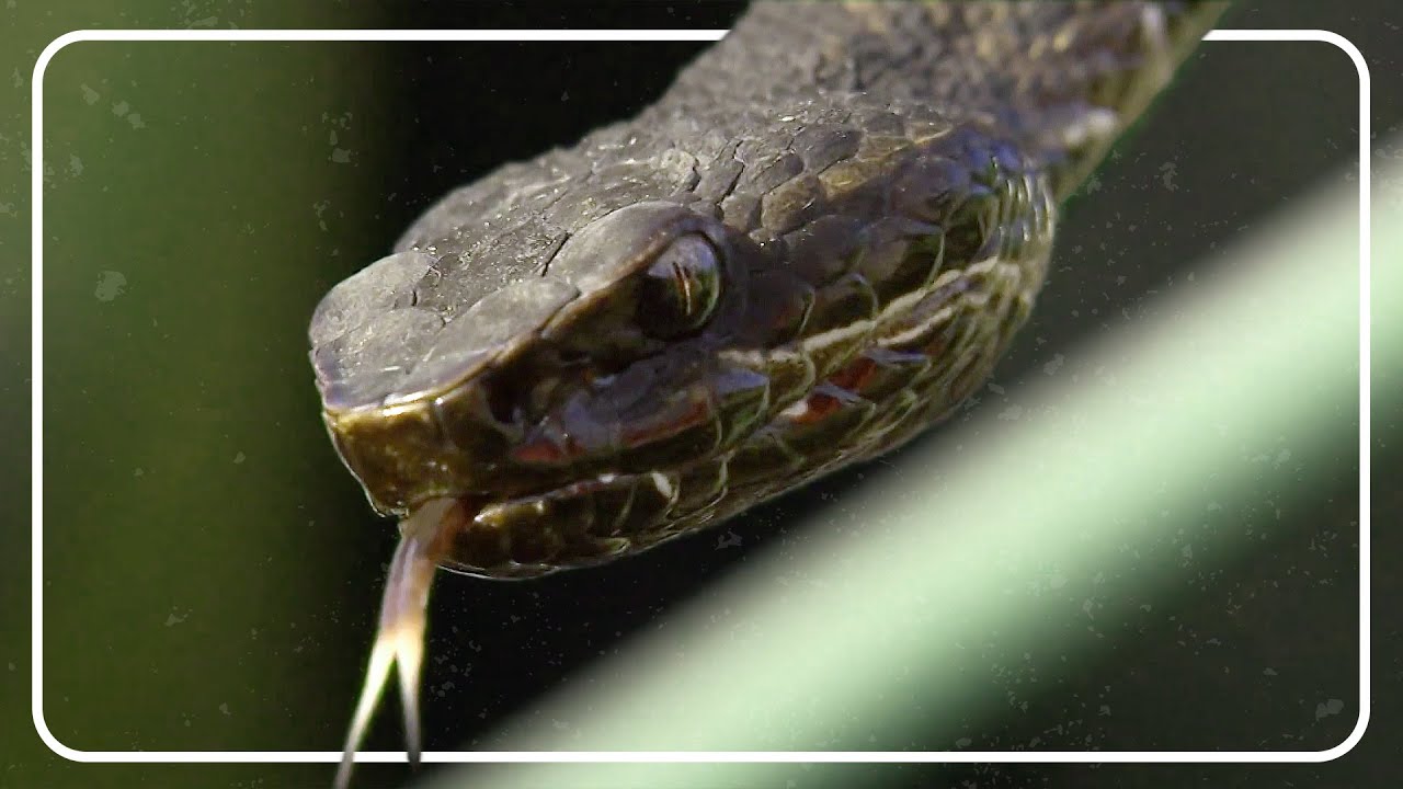 Louisiana's Reptile Invasion: Battling the Post-Katrina Wildlife Crisis ...