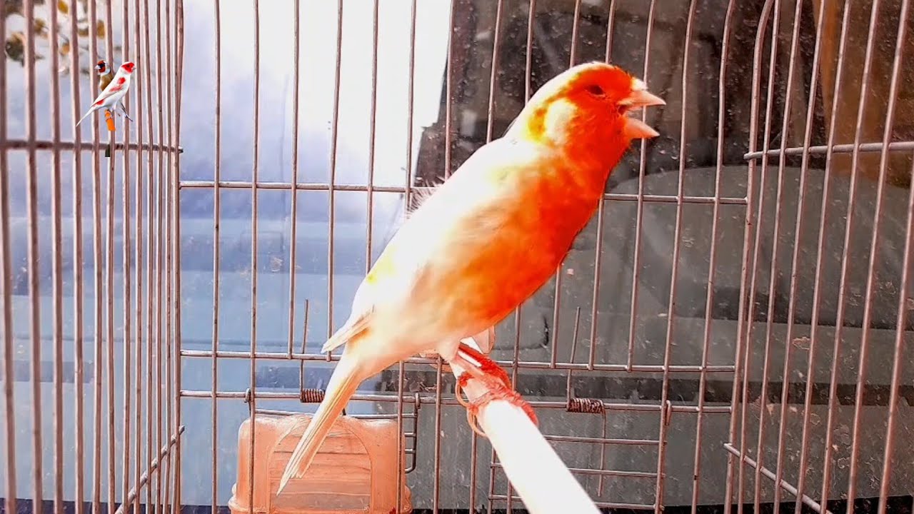 Canary singing to teach and teach female and male canaries to sing ...