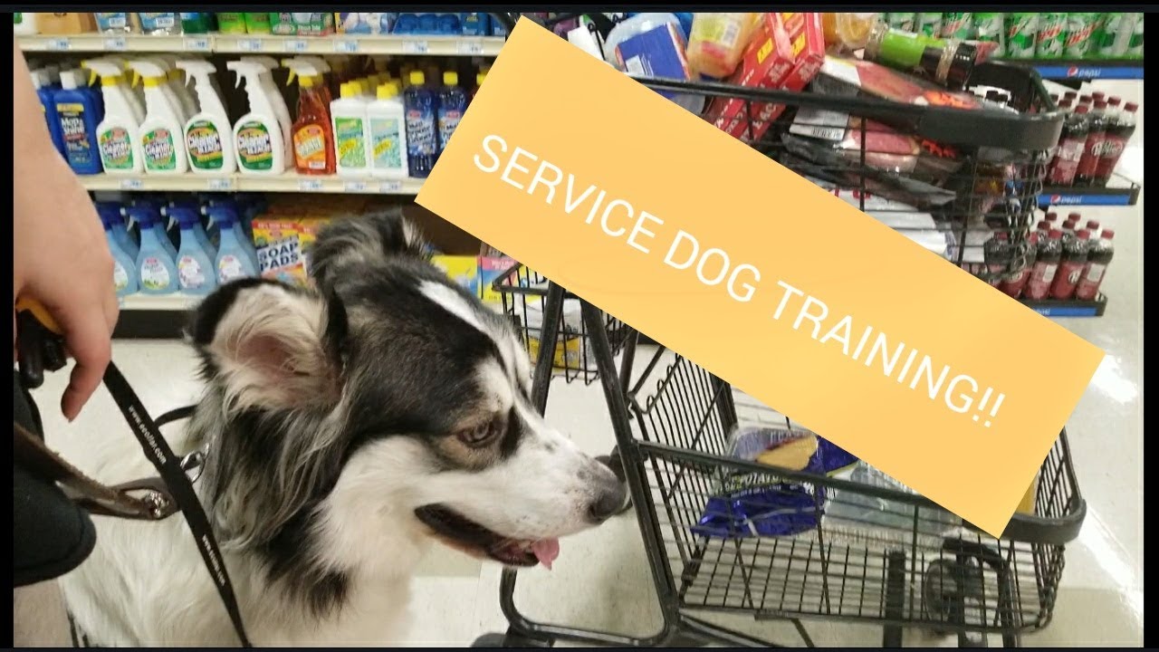 Service dog training at store!! - YouTube
