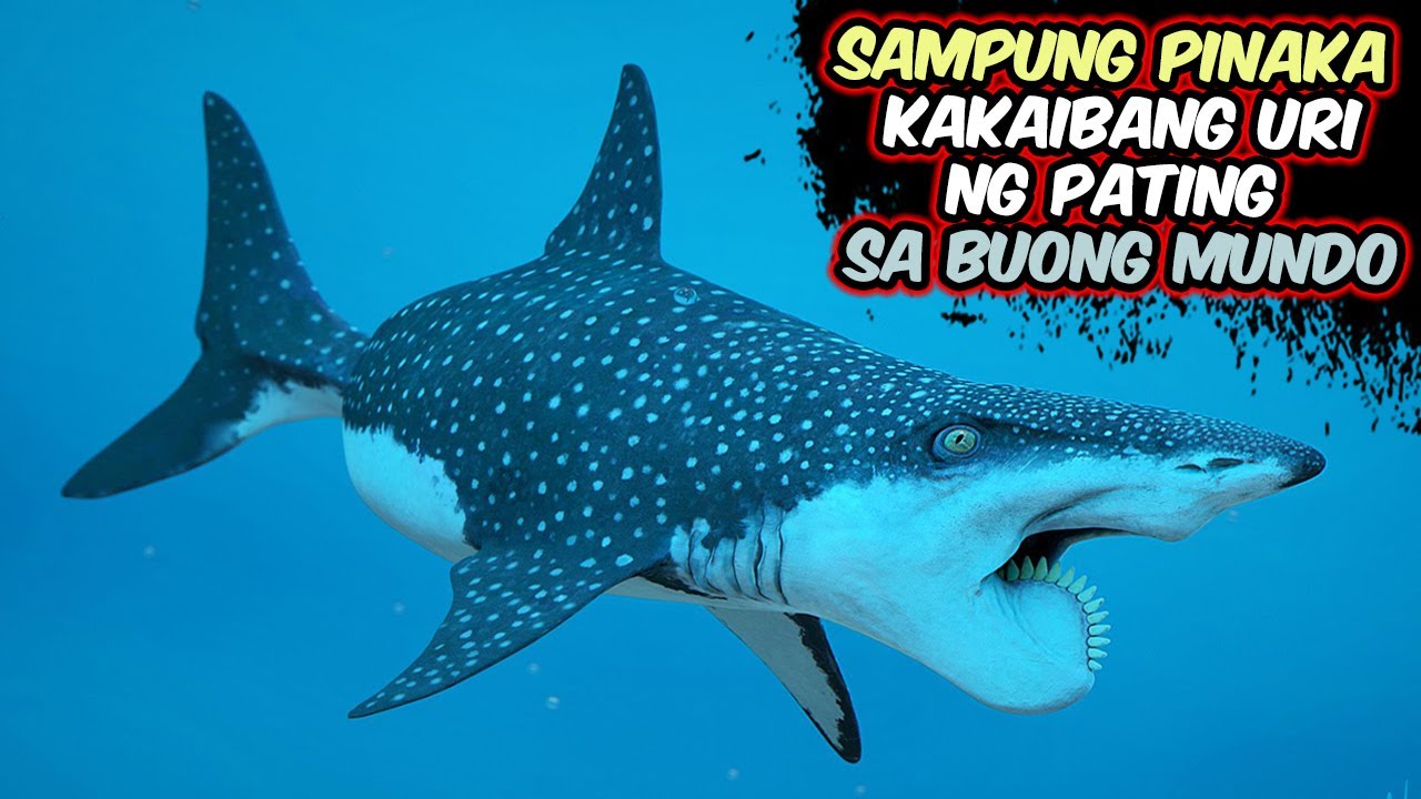 SAMPUNG PINAKA KAKAIBANG URI NG PATING SA BUONG MUNDO | Top 10 Most ...