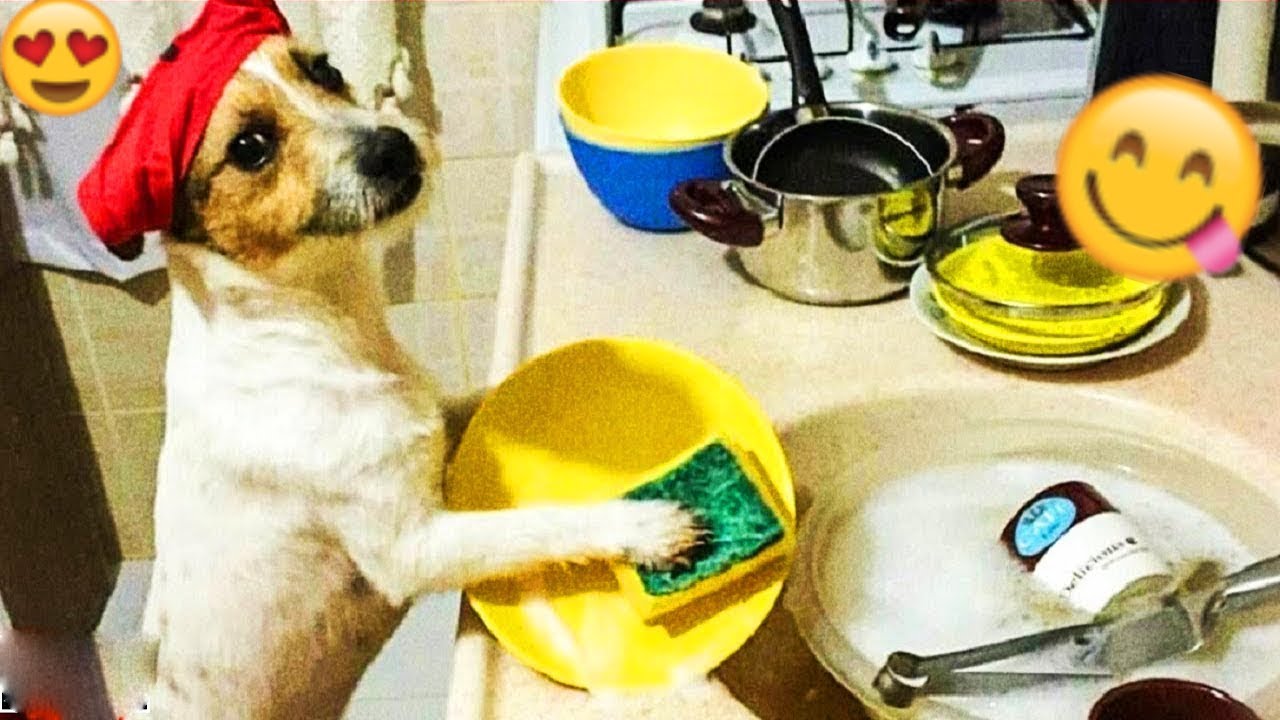 Funny Videos of Dogs as House Assistants😍😍 - YouTube