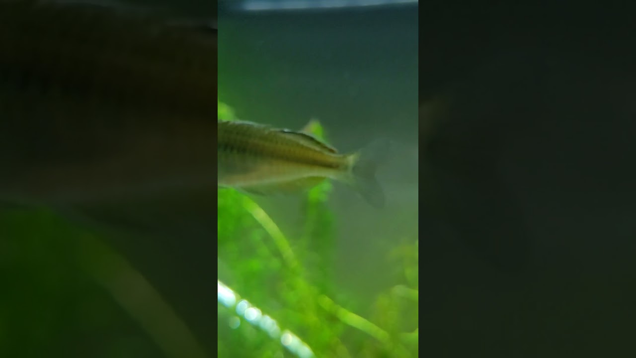 Amano shrimp giving birth - YouTube