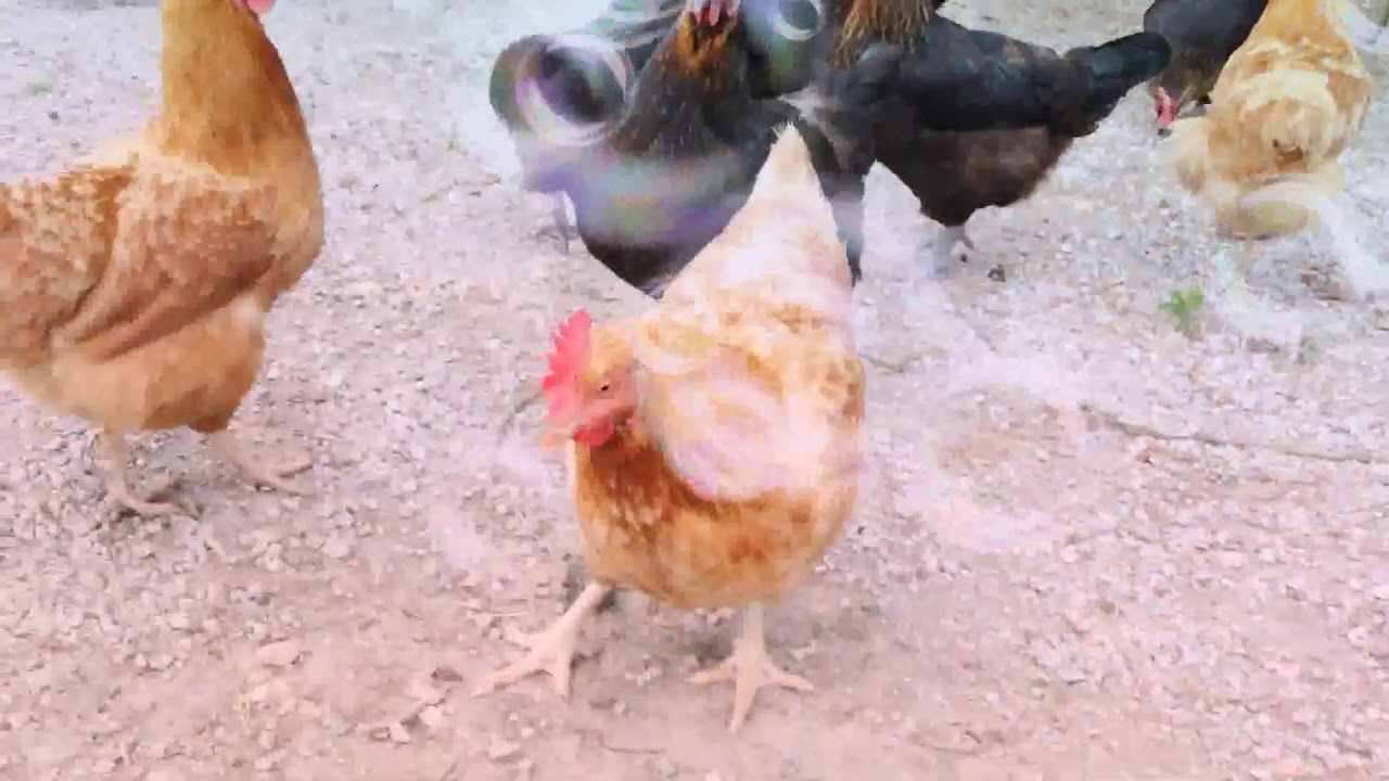 Chicken time - YouTube