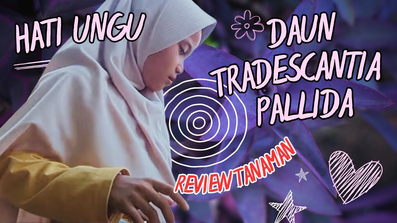 Mengenal Daun Tradescantia Pallida atau Daun Hati Ungu ( @duralexfamily ...