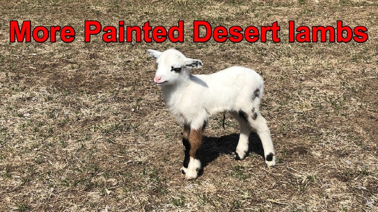 More lambs and it looks like more bottles to fill - YouTube