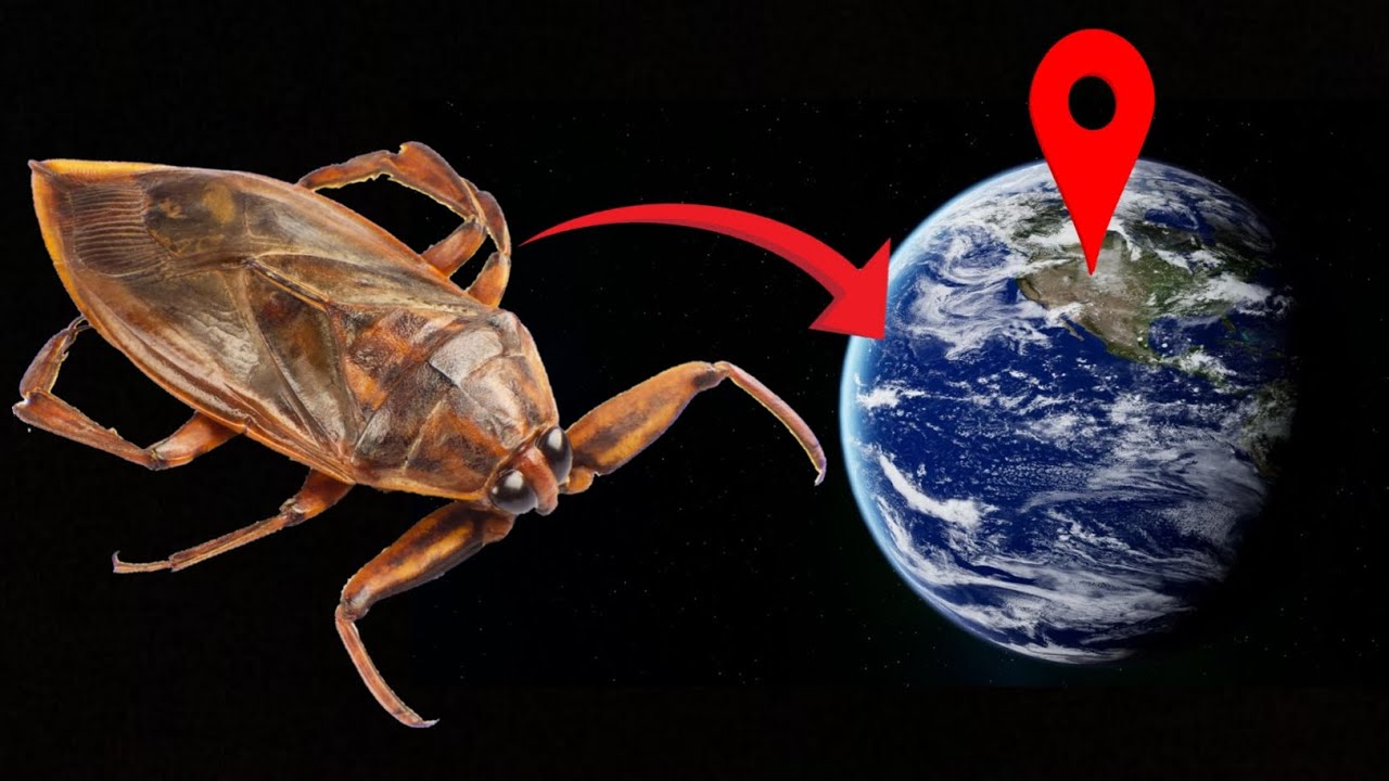 bug capture on the Google Earth Map Videos it's Real 💯...... - YouTube