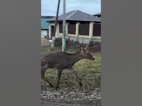 В Кукморе бегает косуля 😊 #кукмор #кукмара #кукморскийрайон # ...
