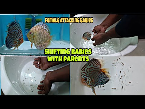 SHIFTING DISCUS WITH BABIES TO ANOTHER TANK | WILL BABIES COME ON BODY ...