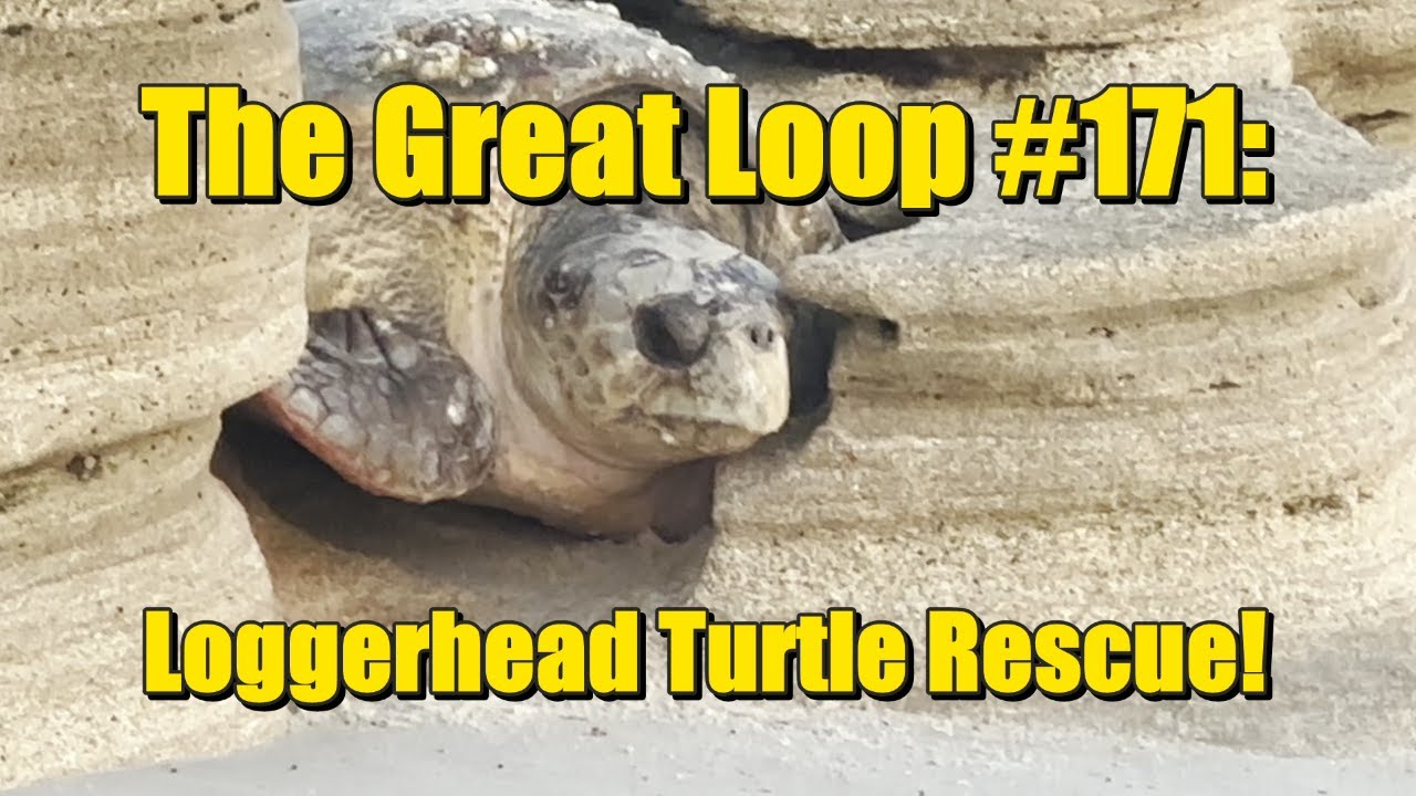 The Great Loop #171: Loggerhead Turtle Rescue! - YouTube