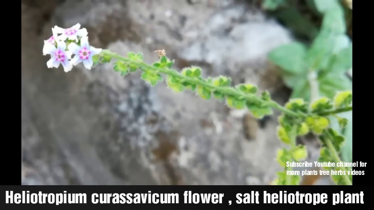 Heliotropium curassavicum flower , salt heliotrope plant, seaside ...