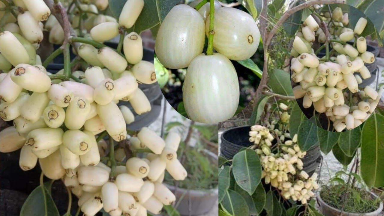Thai White Jamun Farming/ Thai White Jamun Plant/ Thailand Fruit Plant ...