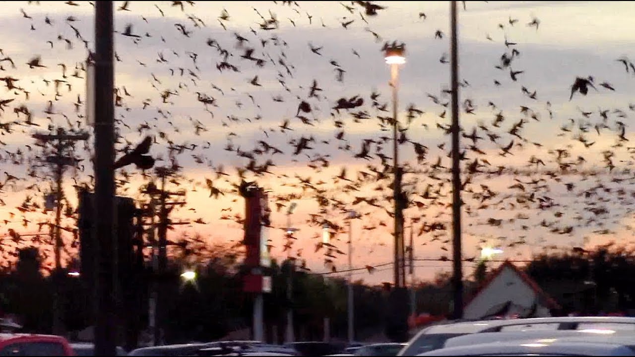 Massive Bird Flocks In South Texas - YouTube
