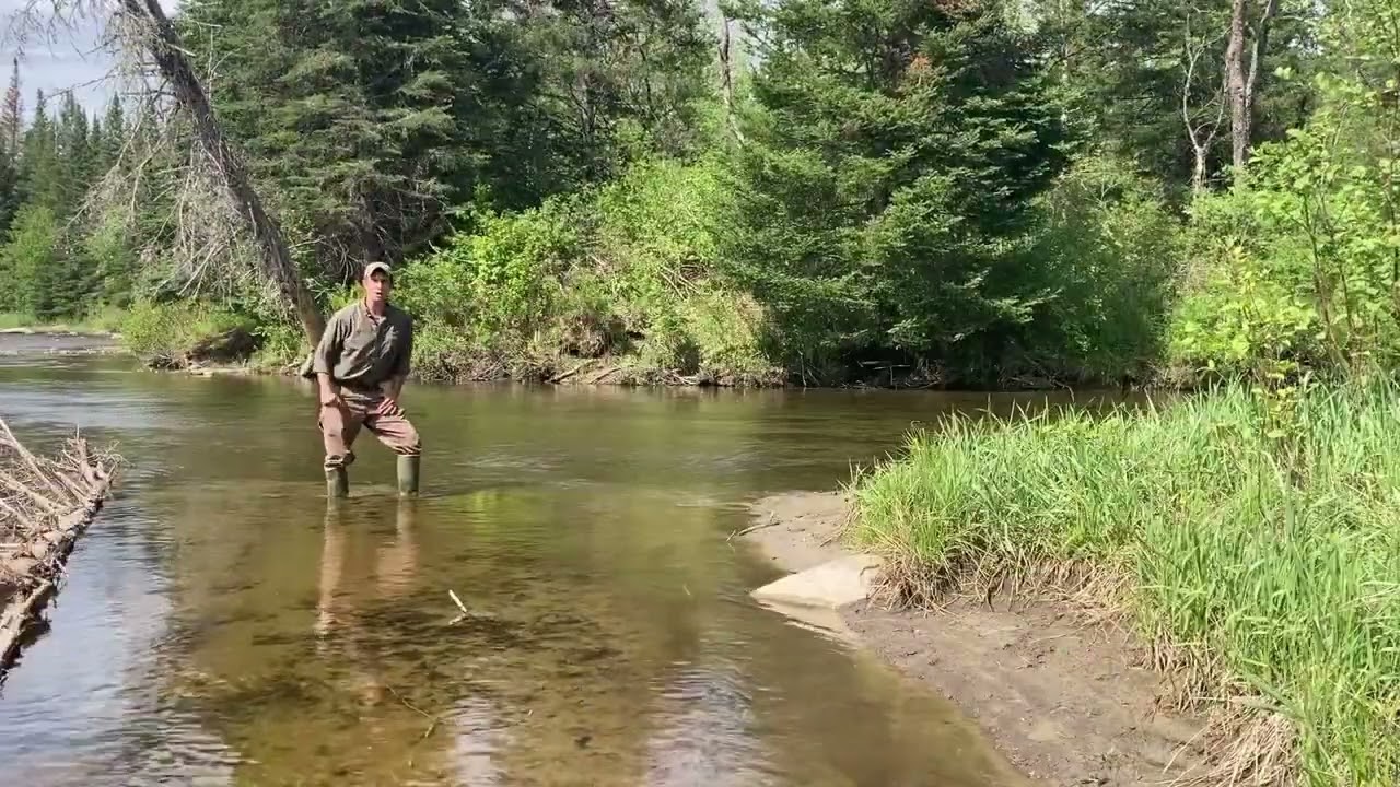 Habitat Happenings- Tracking Wildlife - YouTube