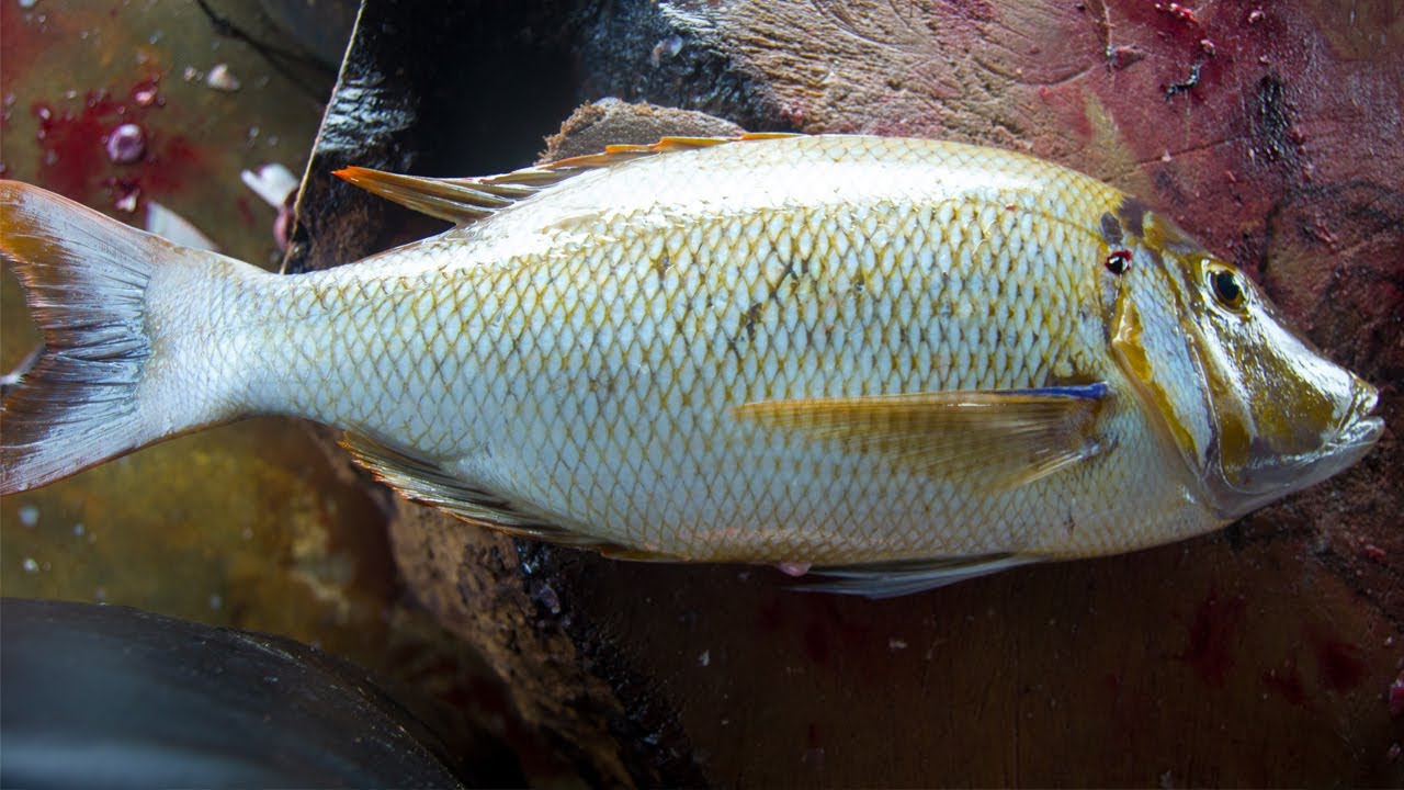 Spangled Emperor Fish Cutting Skills | Fresh Fish Sri Lanka - YouTube