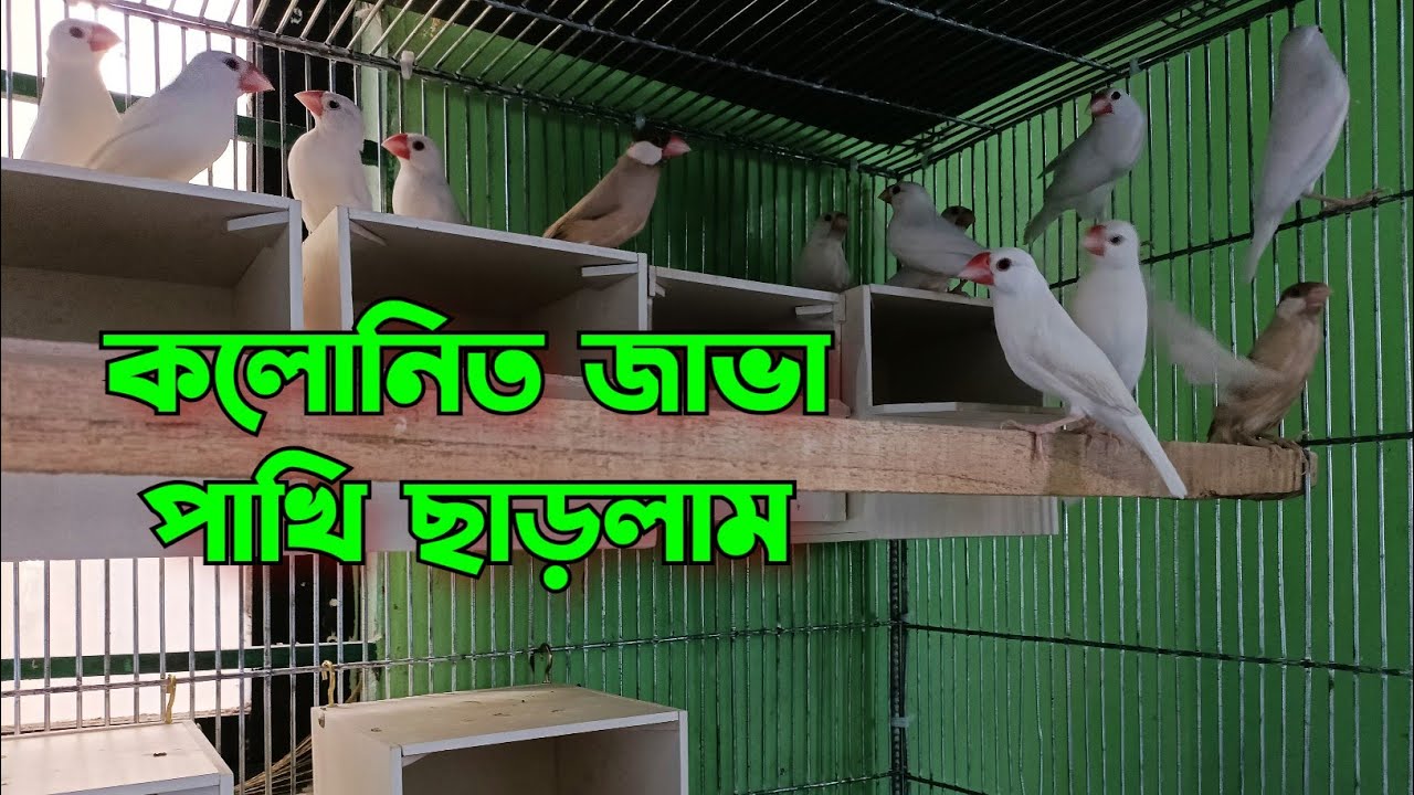 জাভা পাখির খামার | Java sparrow breeding | SK Aviary & Agro - YouTube