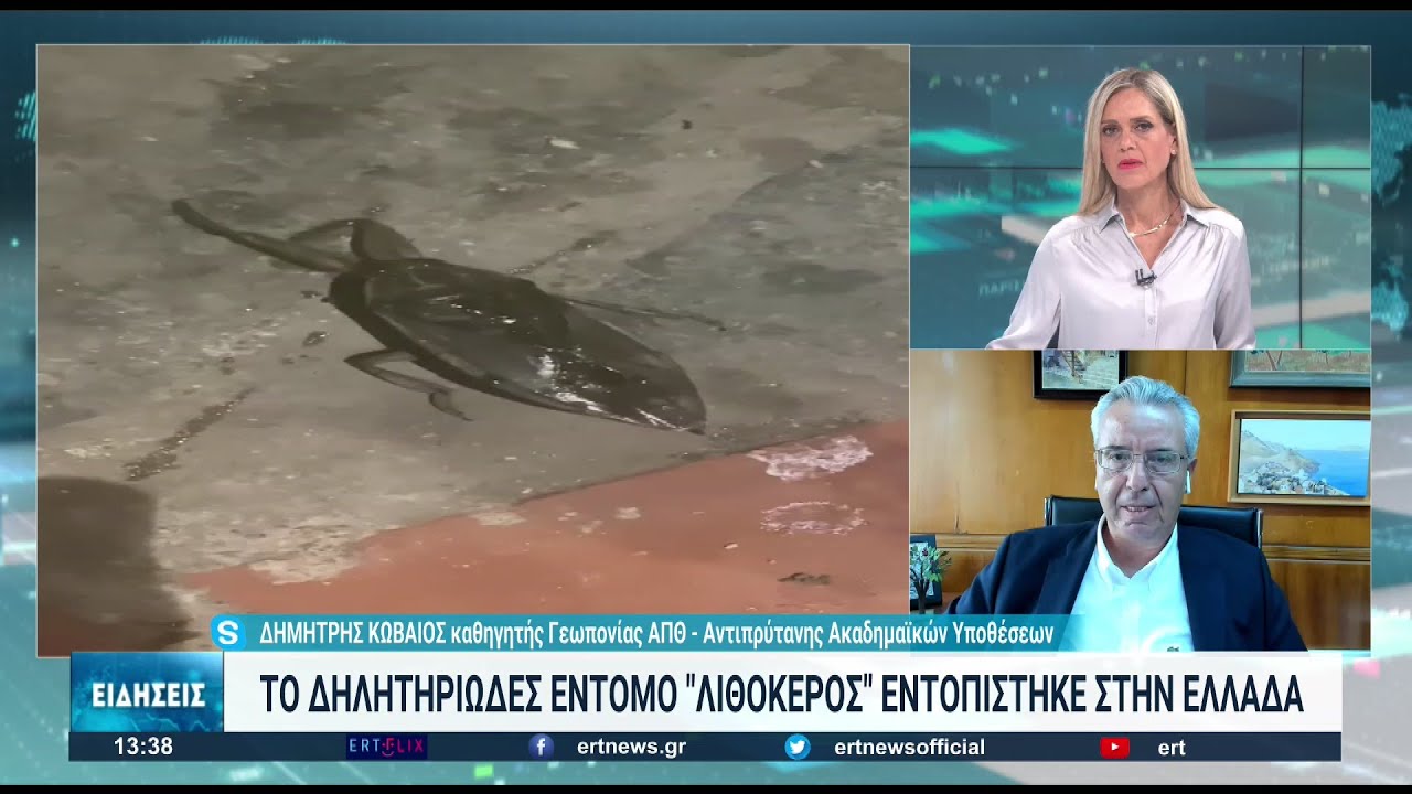 Δεν αποτελεί κίνδυνο για τον άνθρωπο το έντομο λιθόκερος που ...